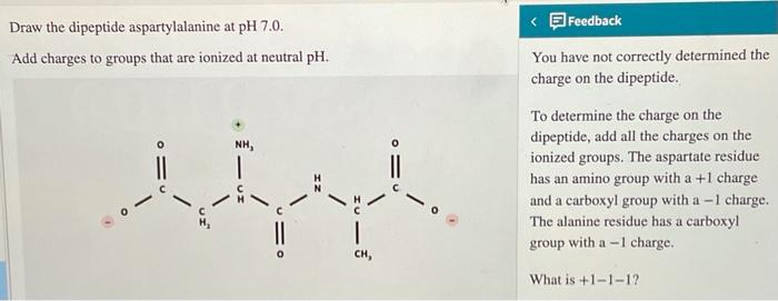 Solved Feedback Draw the dipeptide aspartylalanine at pH | Chegg.com