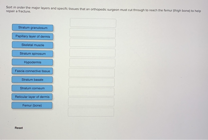 Solved Sort in order the major layers and specifc tissues | Chegg.com