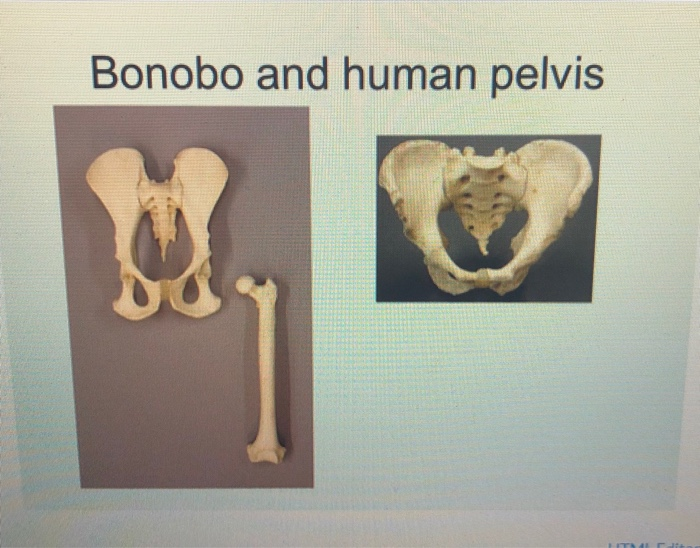 Describe the morphological differences between the | Chegg.com