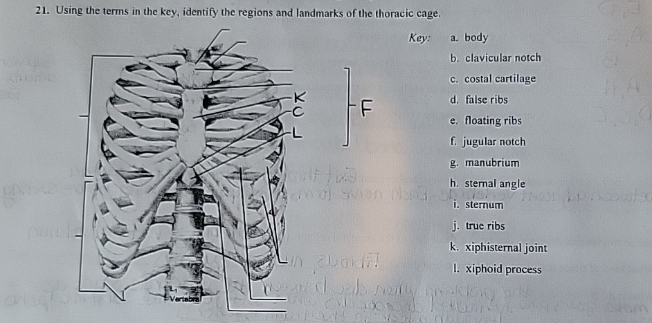 Solved Using the terms in the key, identify the regions and | Chegg.com