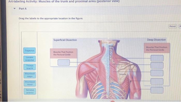 Solved Art-labeling Activity: Muscles of the trunk and | Chegg.com