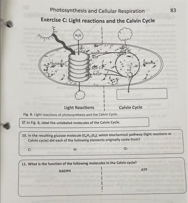 Solved Photosynthesis and Cellular Respiration Exercise C: | Chegg.com