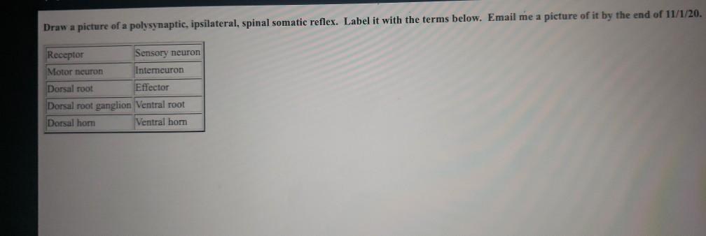 Solved Draw a picture of a polysynaptic, ipsilateral, spinal | Chegg.com