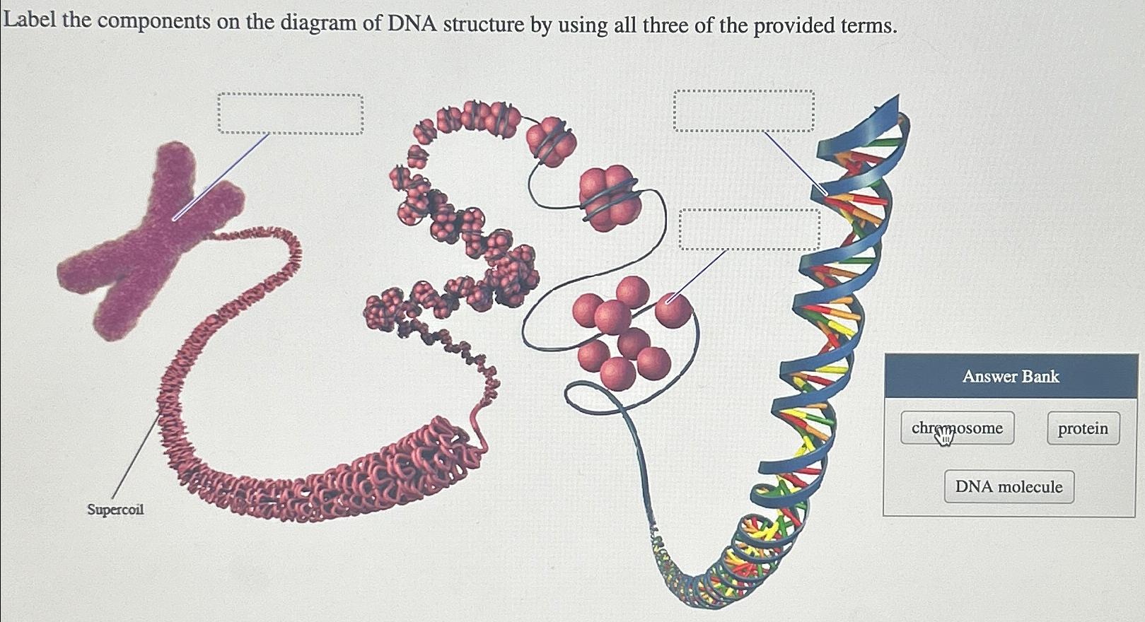 Solved Label the components on the diagram of DNA structure | Chegg.com