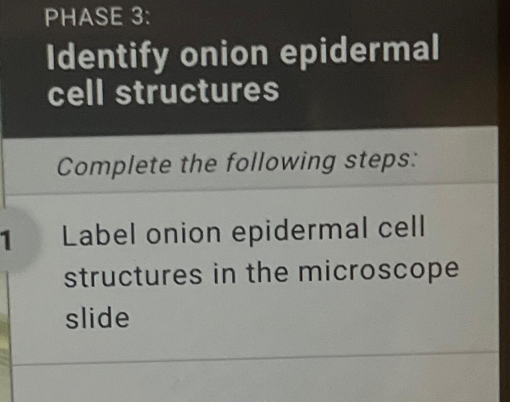 Solved PHASE 3:Identify onion epidermal cell | Chegg.com