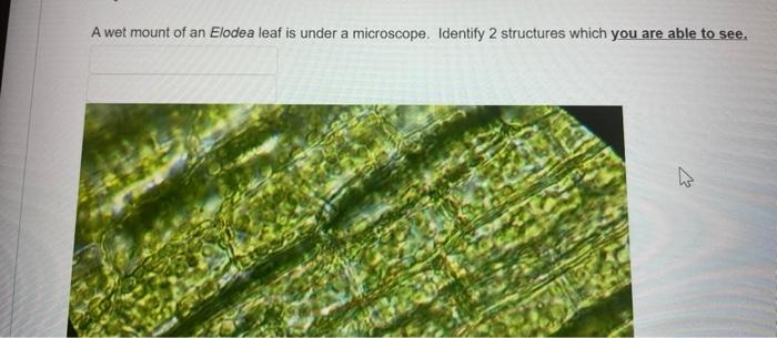 Solved A wet mount of an Elodea leaf is under a microscope. | Chegg.com