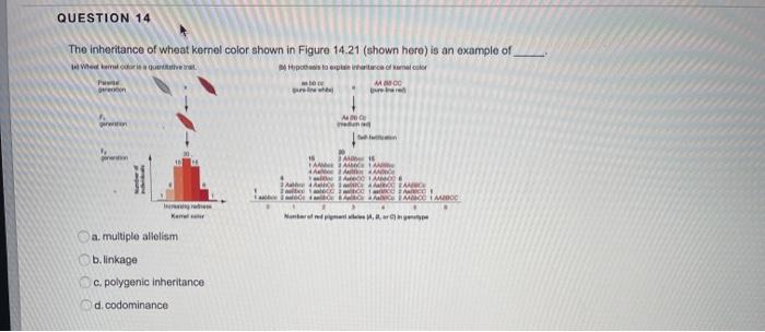Solved QUESTION 14 The inheritance of wheat kernel color | Chegg.com