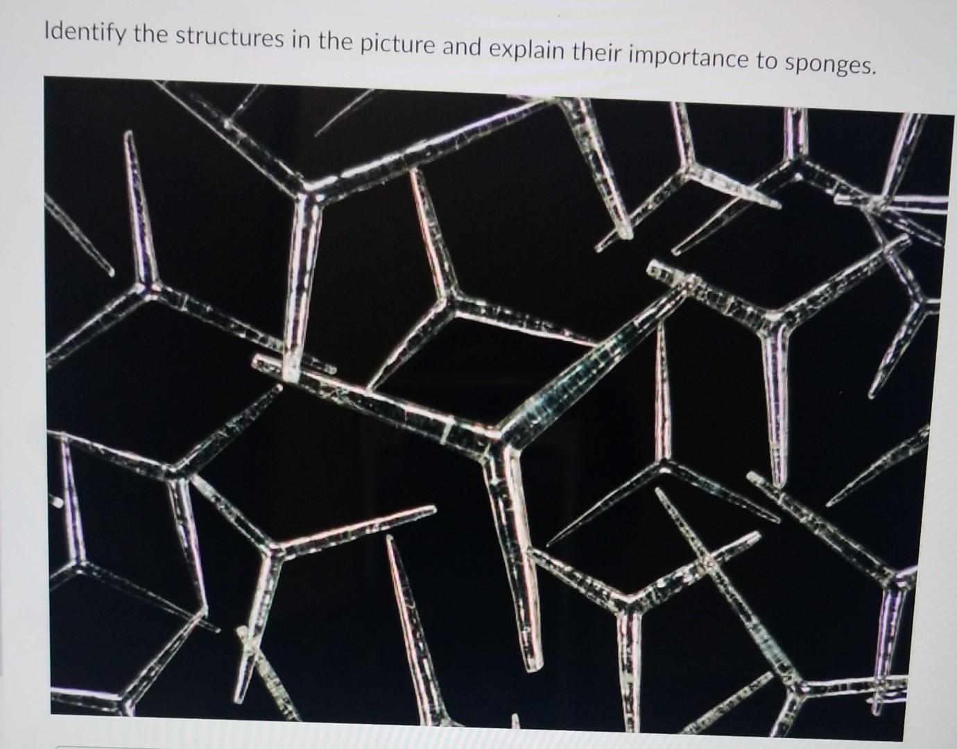 identify the structures in the picture and explain | Chegg.com