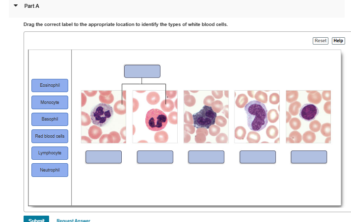 Solved Art-labeling Activity: Histology of White Blood Cells | Chegg.com