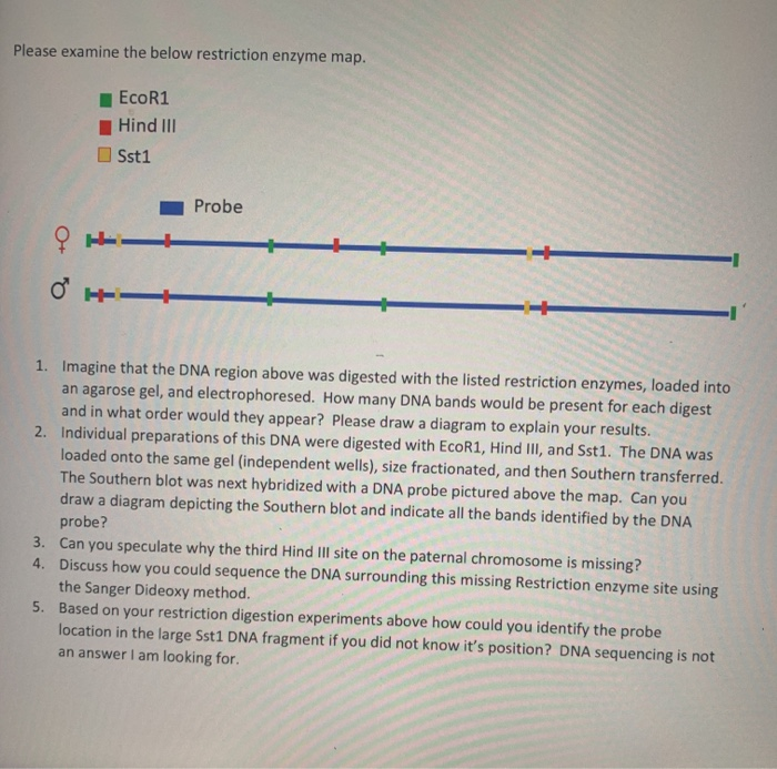 Solved Please examine the below restriction enzyme map. | Chegg.com