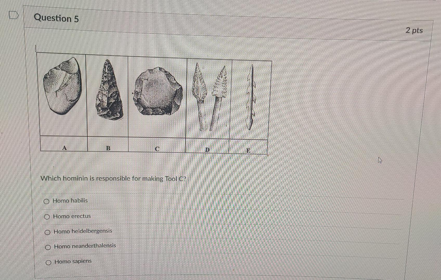 Solved Question 5 2 pts B C E Which hominin is responsible | Chegg.com