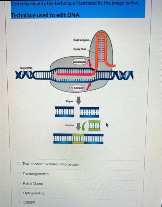 Solved Correctly identify the technique illustrated by the | Chegg.com
