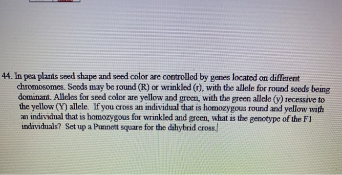 Solved 44. In pea plants seed shape and seed color are | Chegg.com