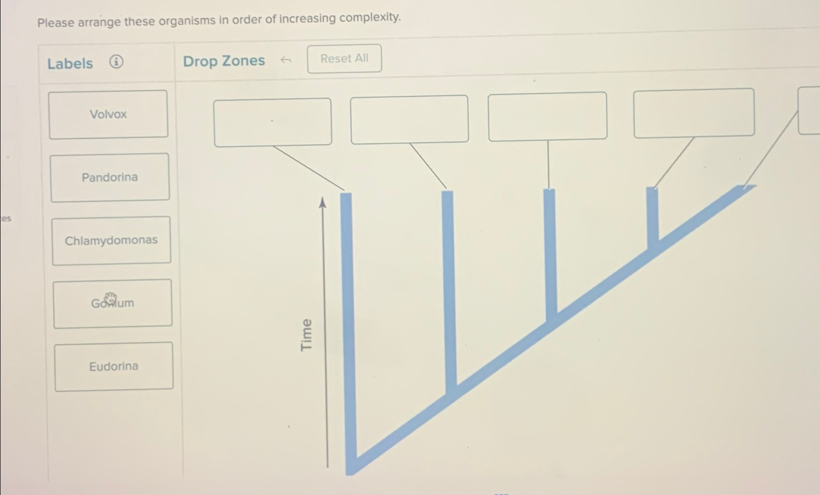 Solved Please arrange these organisms in order of increasing | Chegg.com