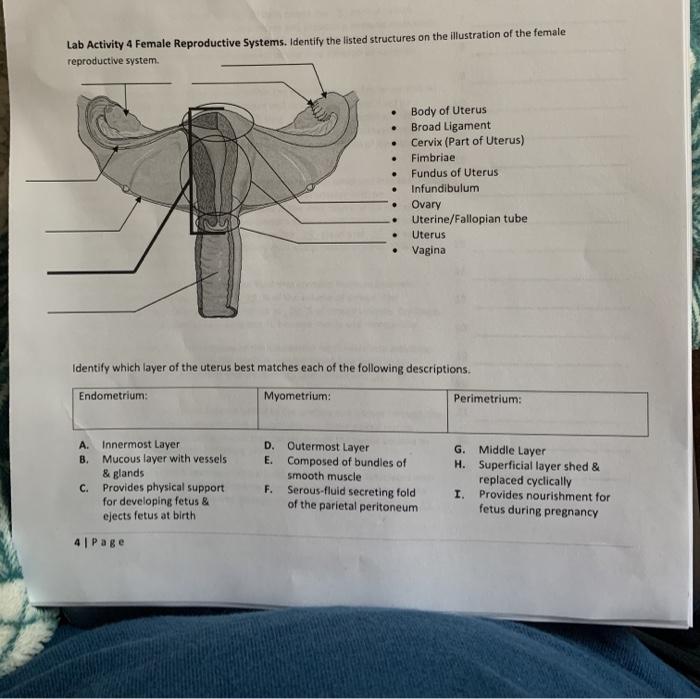 Solved Lab Activity 4 Female Reproductive Systems. Identify | Chegg.com