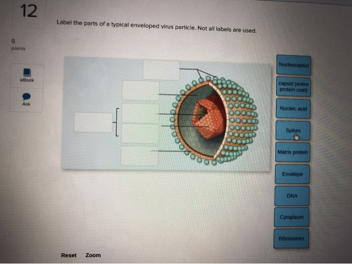 Solved Label the parts of a typical enveloped virus | Chegg.com