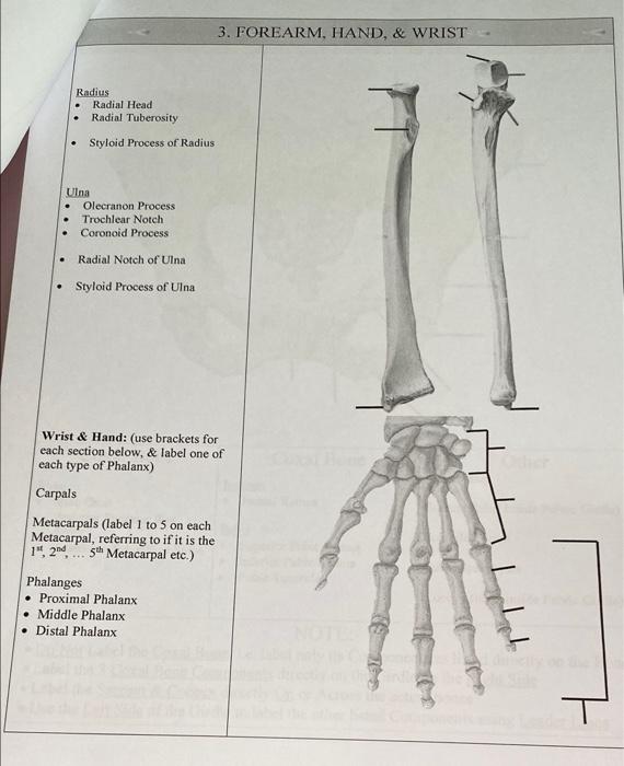 Solved 3. FOREARM, HAND, & WRIST Radius Radial Head Radial | Chegg.com