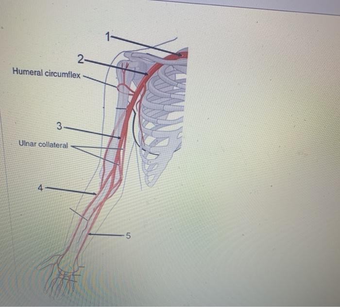 Solved 1- 2- Humeral circumflex 3 Ulnar collateral 4 5 с | Chegg.com