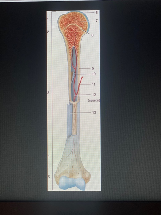 Solved 98 EXERCISE & BONE STRUCTURE AND FUNCTION LAB ACTIV | Chegg.com