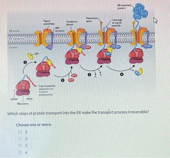 Solved Which steps of protein transport into the ER make the | Chegg.com