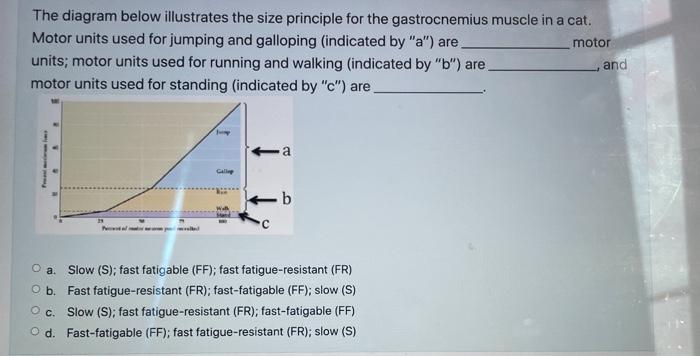 Solved The diagram below illustrates the size principle for | Chegg.com