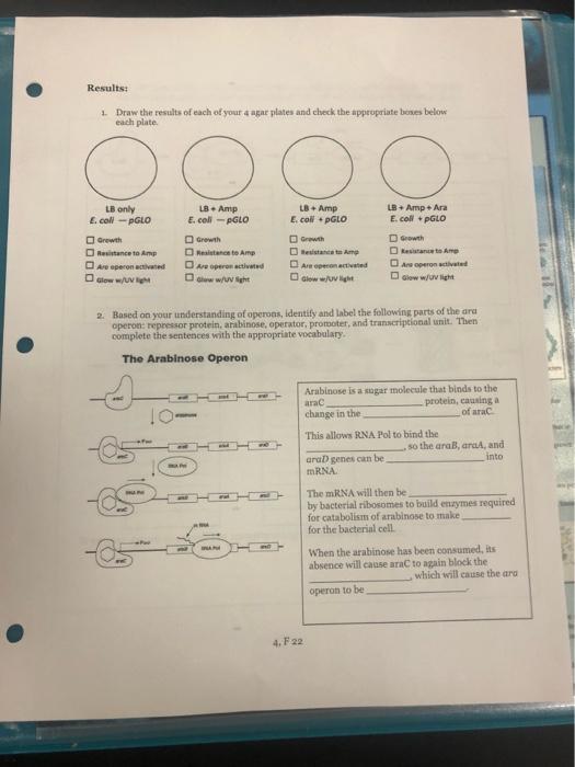 1. Draw the results of each of your a agar plates and | Chegg.com
