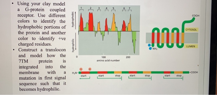 Solved model a G-protein coupled receptor. use different | Chegg.com