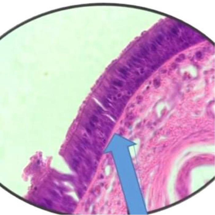 Solved IDENTIFY THE POINTED STRUCTURE. IDENTIFY THE | Chegg.com Solved IDENTIFY THE POINTED STRUCTURE. IDENTIFY THE | Chegg.com