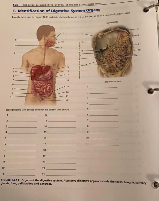Solved 596 EXERCISE 34 DIGESTIVE SYSTEM STRUCTURE AND | Chegg.com