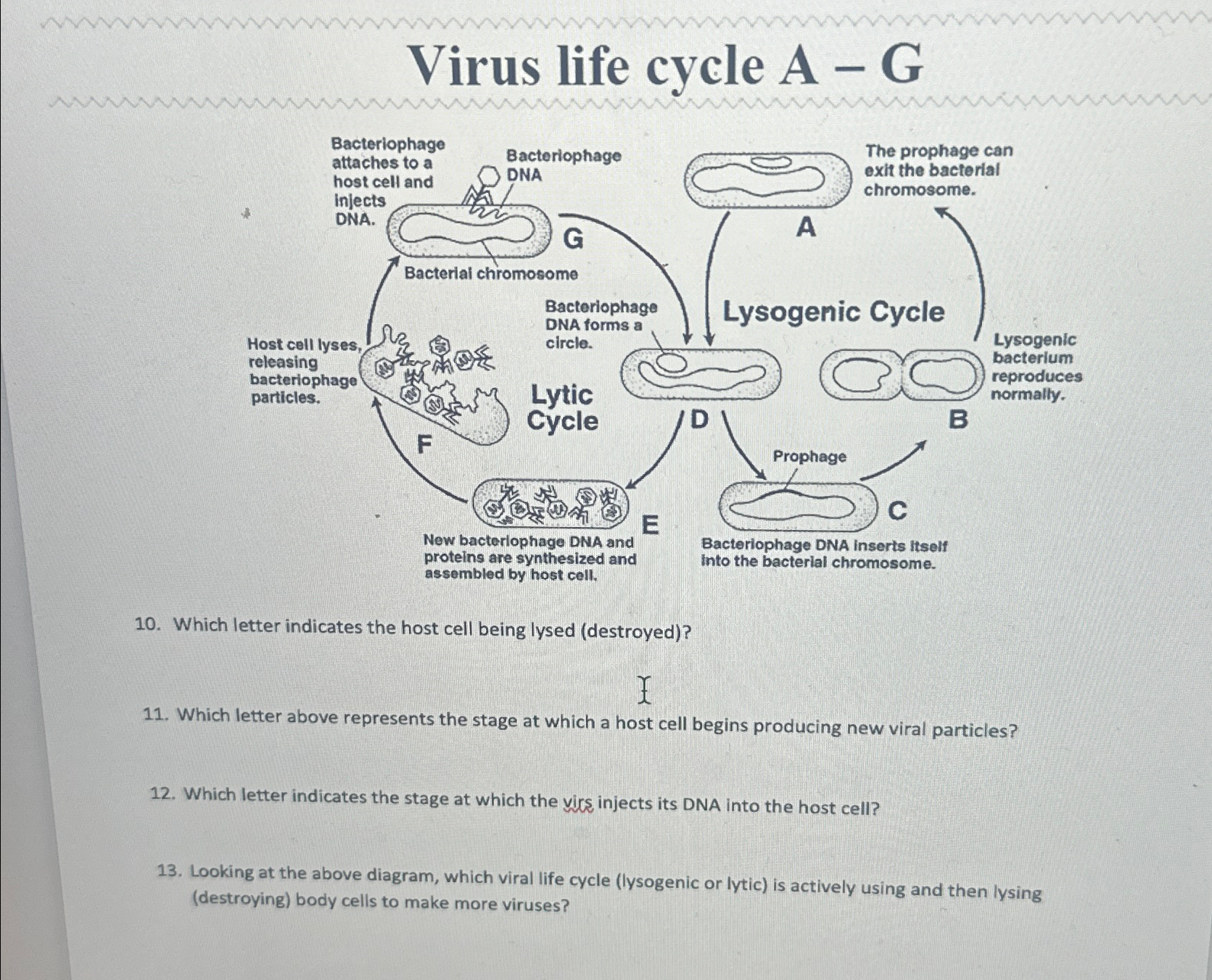 Solved Virus life cycle A-G10. ﻿Which letter indicates the | Chegg.com
