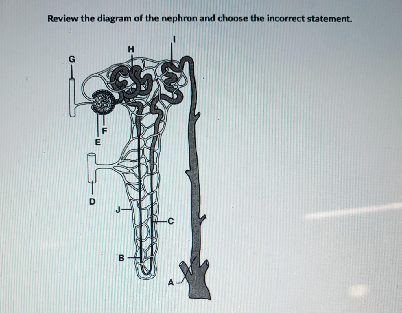 Solved Review the diagram of the nephron and choose the | Chegg.com