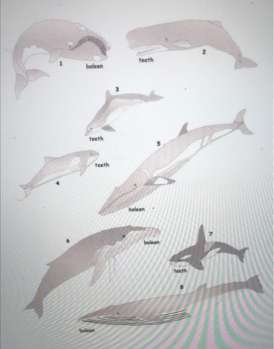 Solved C1. Identify the cetaceans using the dichotomous key | Chegg.com