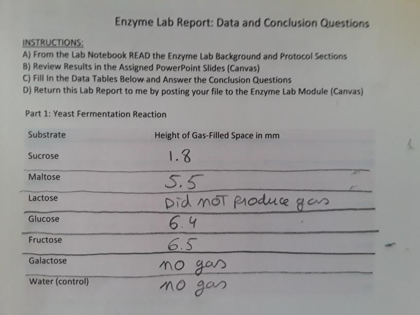 Solved Enzyme Lab Report: Data and Conclusion Questions | Chegg.com