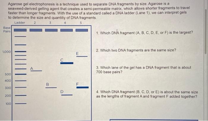 Solved Agarose gel electrophoresis is a technique used to | Chegg.com