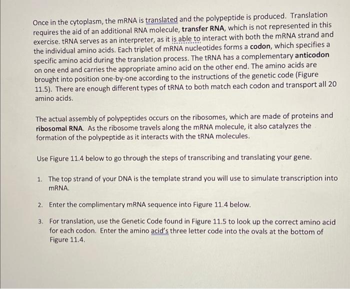 Solved Once in the cytoplasm, the mRNA is translated and the | Chegg.com