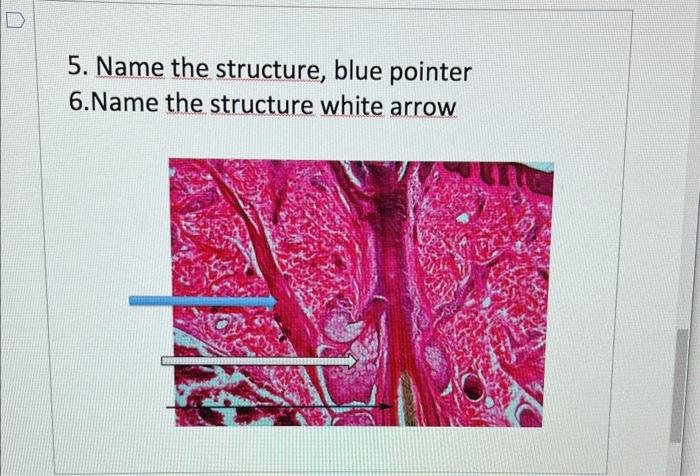 Solved 5. Name the structure, blue pointer 6. Name the | Chegg.com