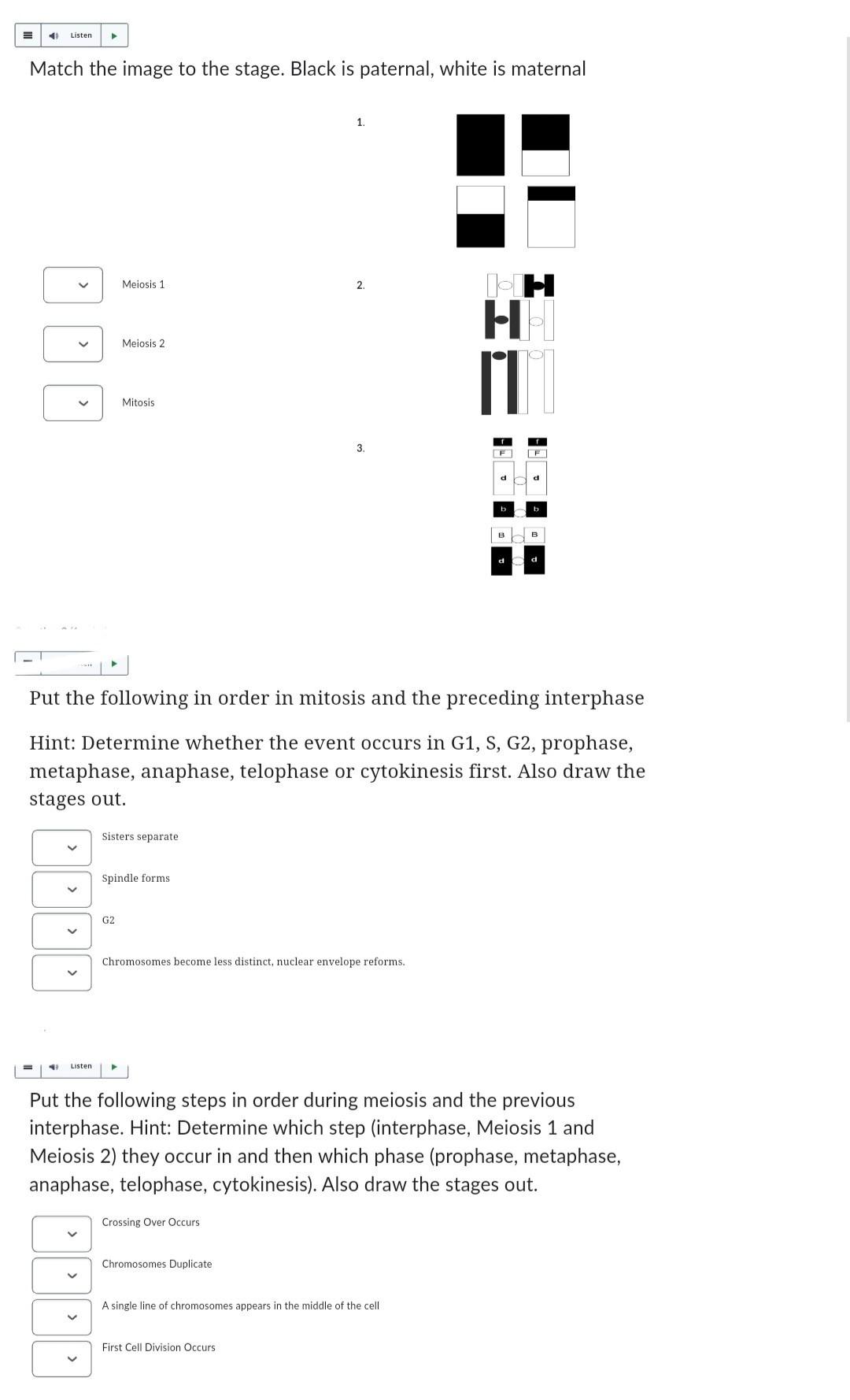 Match the image to the stage. Black is paternal, | Chegg.com