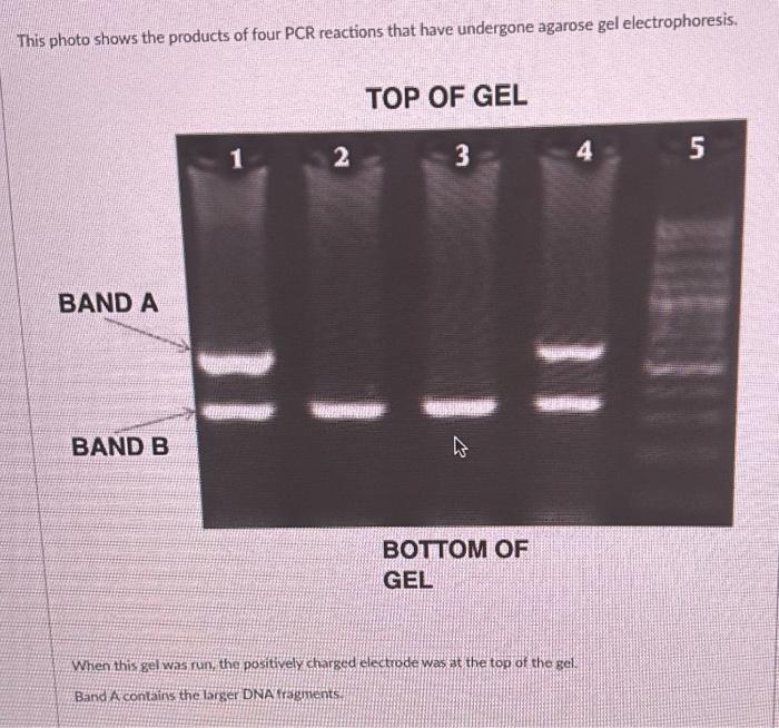Solved This photo shows the products of four PCR reactions | Chegg.com