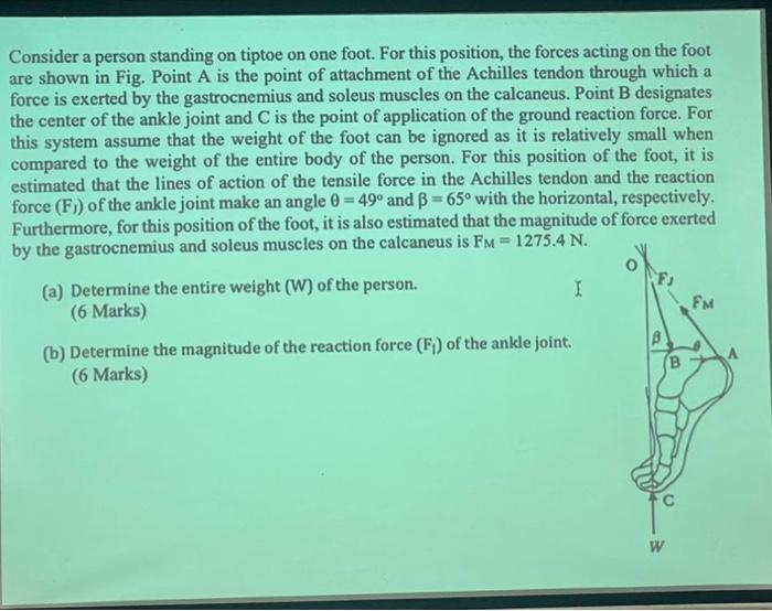 Solved Consider a person standing on tiptoe on one foot. For | Chegg.com