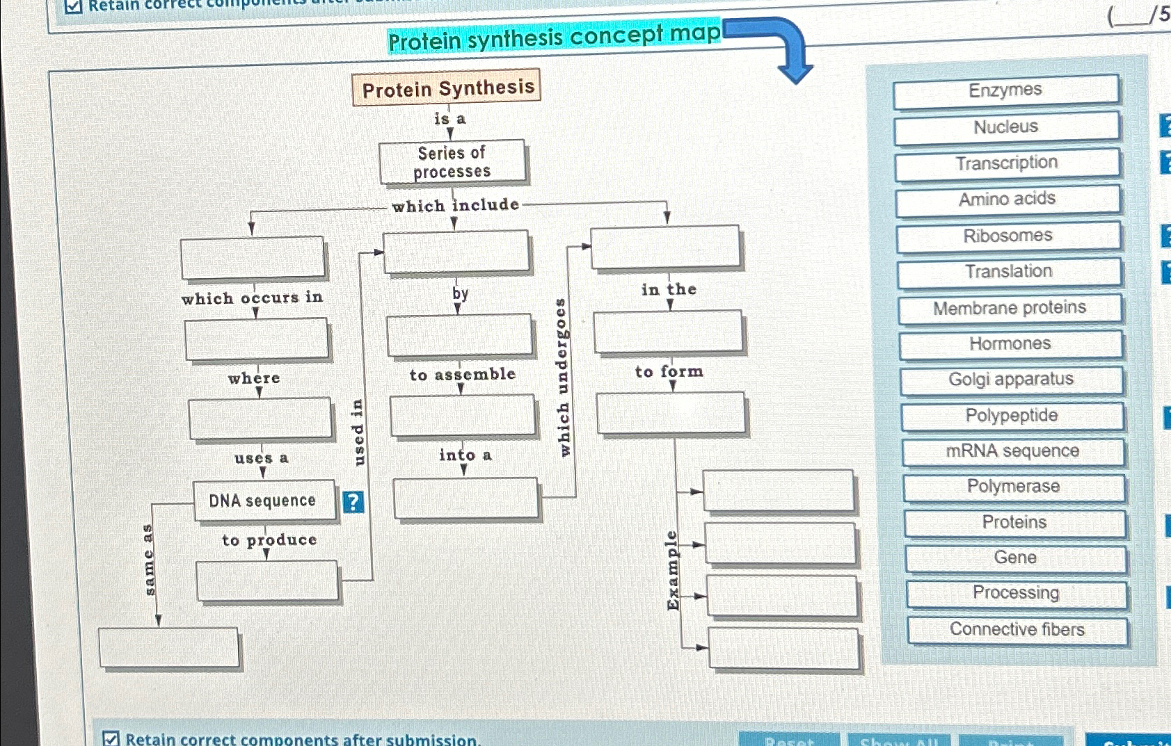 Solved Please answer the protein synthesis concept map using | Chegg.com