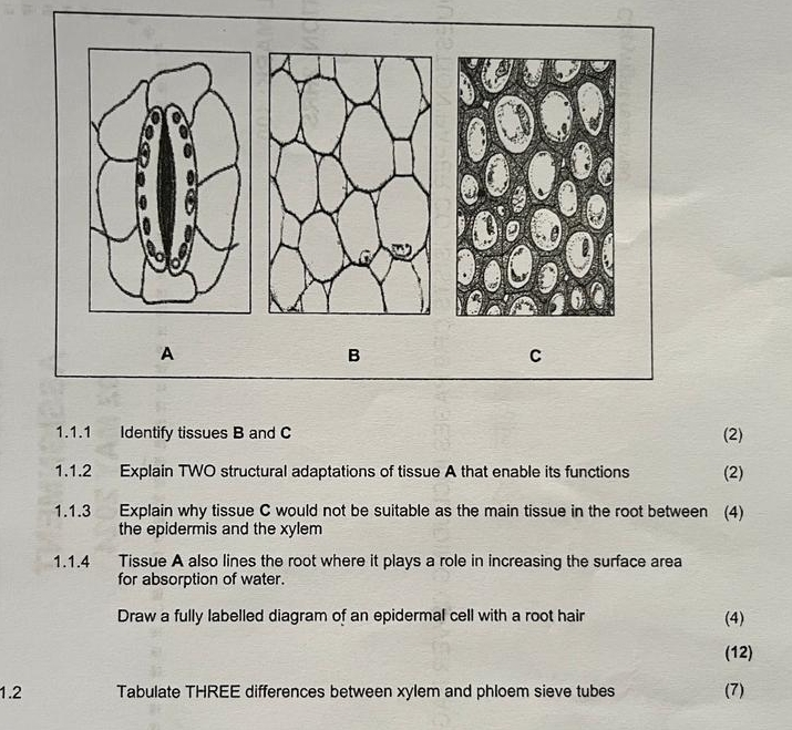 Solved ABC1.1.1 ﻿Identify tissues B ﻿and C(2)1.1.2 ﻿Explain | Chegg.com