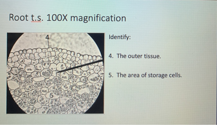 Solved Root, t.s. 40X magnification 1. Is this a monocot or | Chegg.com