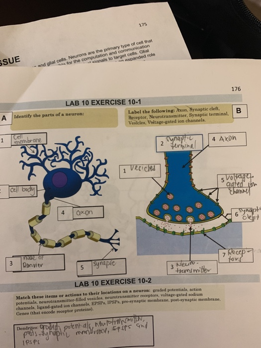 Solved 175 SSUE and glial cells. Neurons are the primary | Chegg.com Solved 175 SSUE and glial cells. Neurons are the primary | Chegg.com