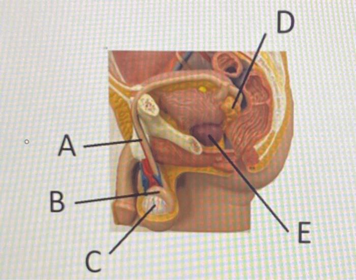Solved Identify each labeled structure. Additionally, | Chegg.com