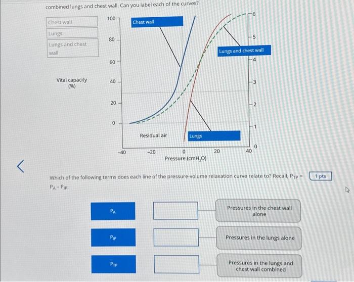 Solved combined lungs and chest wall. Can you label each of | Chegg.com