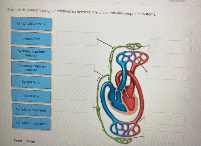 Solved Label the diagram showing the relationship between | Chegg.com
