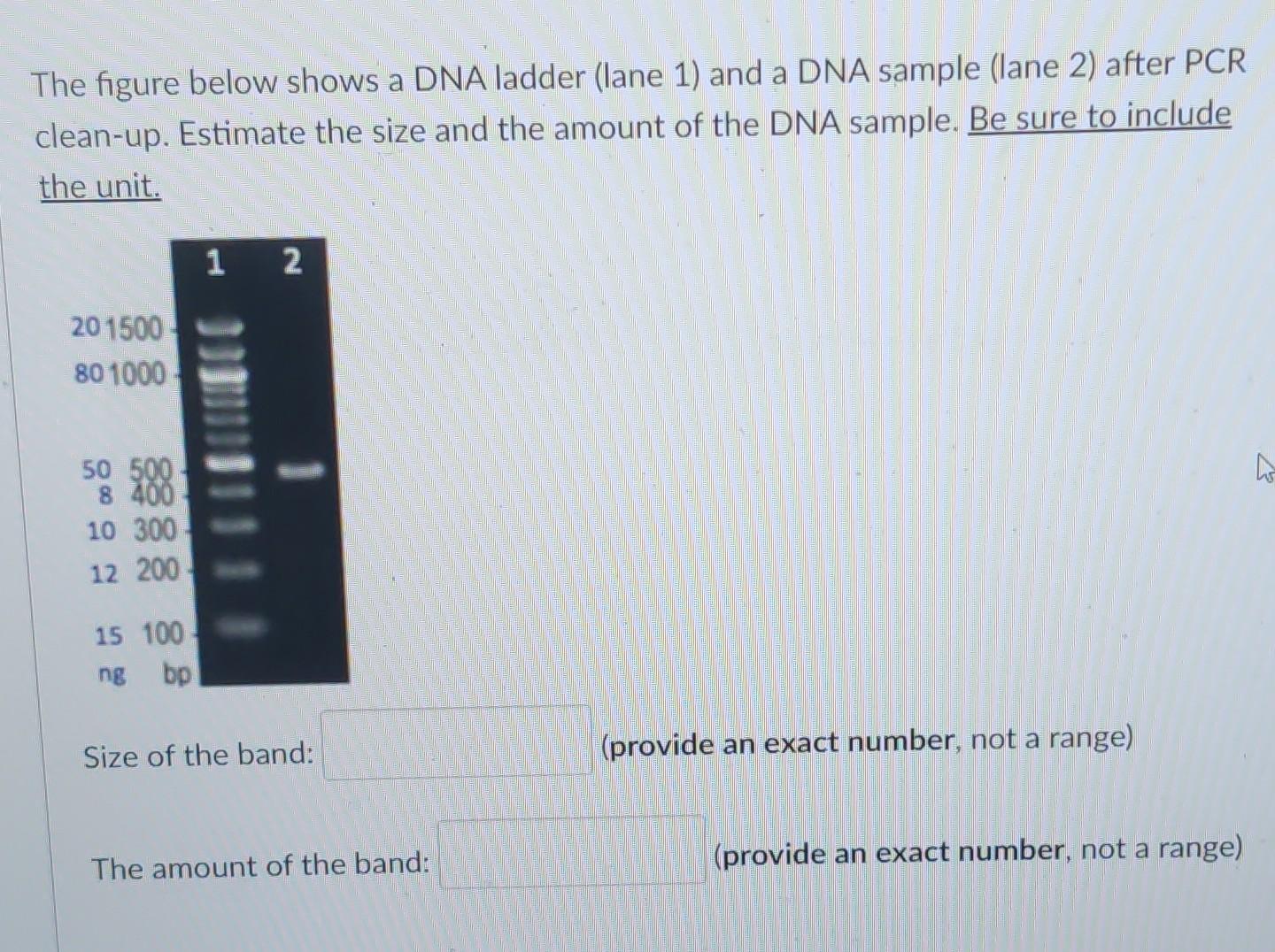 Solved The figure below shows a DNA ladder (lane 1) and a | Chegg.com