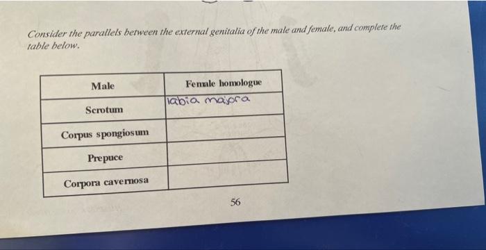 Solved Consider the parallels between the external genitalia | Chegg.com