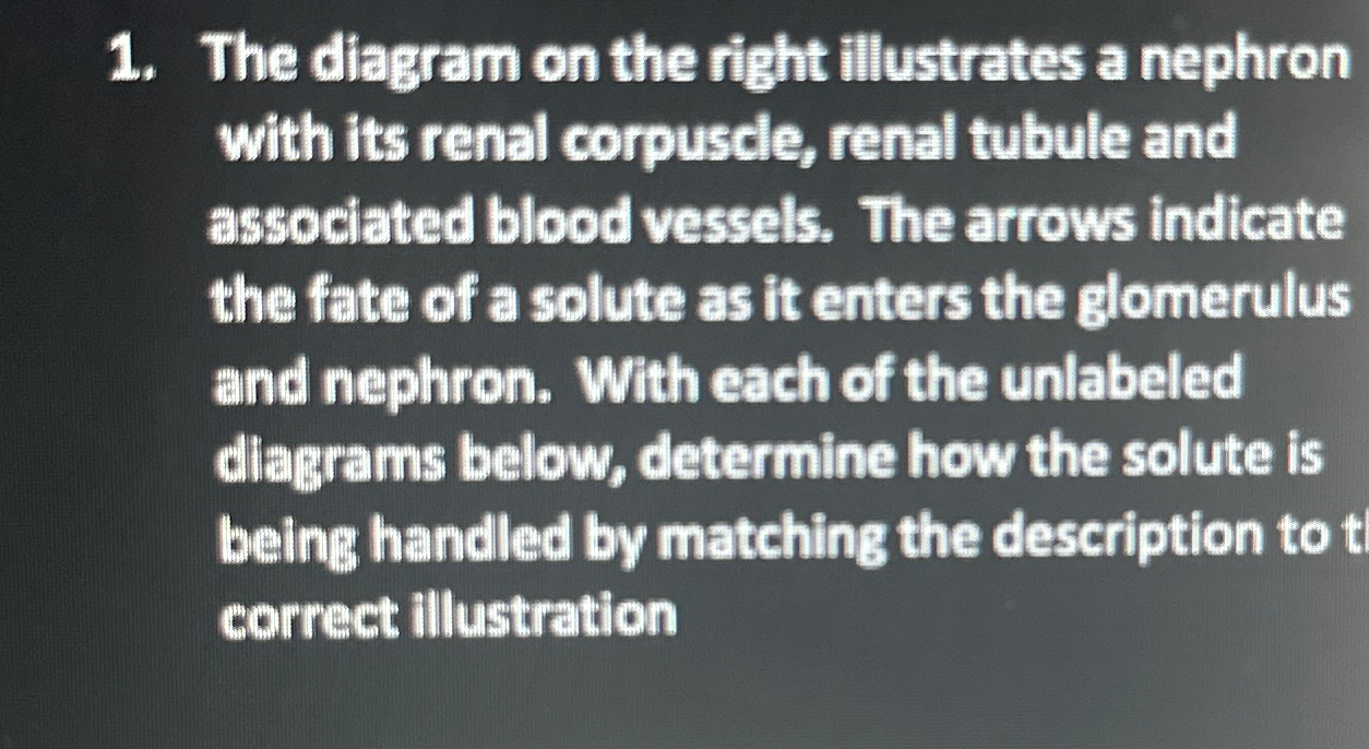 Solved The diagram on the right illustrates a nephron with | Chegg.com