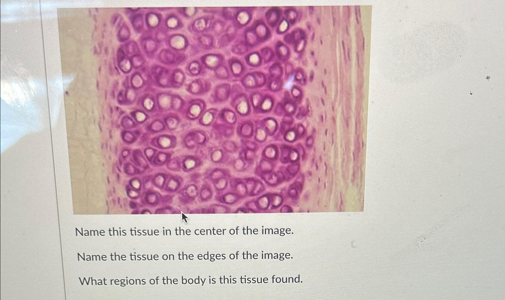 Solved Name this tissue in the center of the image.Name the | Chegg.com